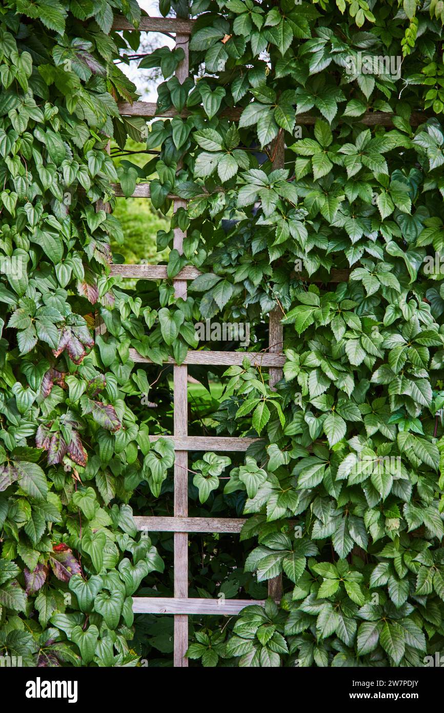 Rustic Ladder Enveloped by Lush Ivy Foliage - Garden Serenity Stock ...