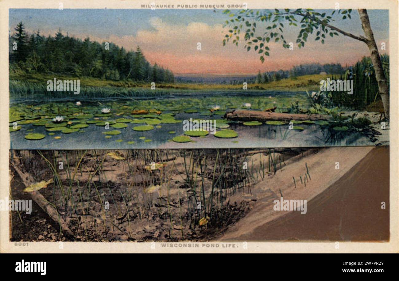 Wisconsin Pond Life Stock Photo - Alamy