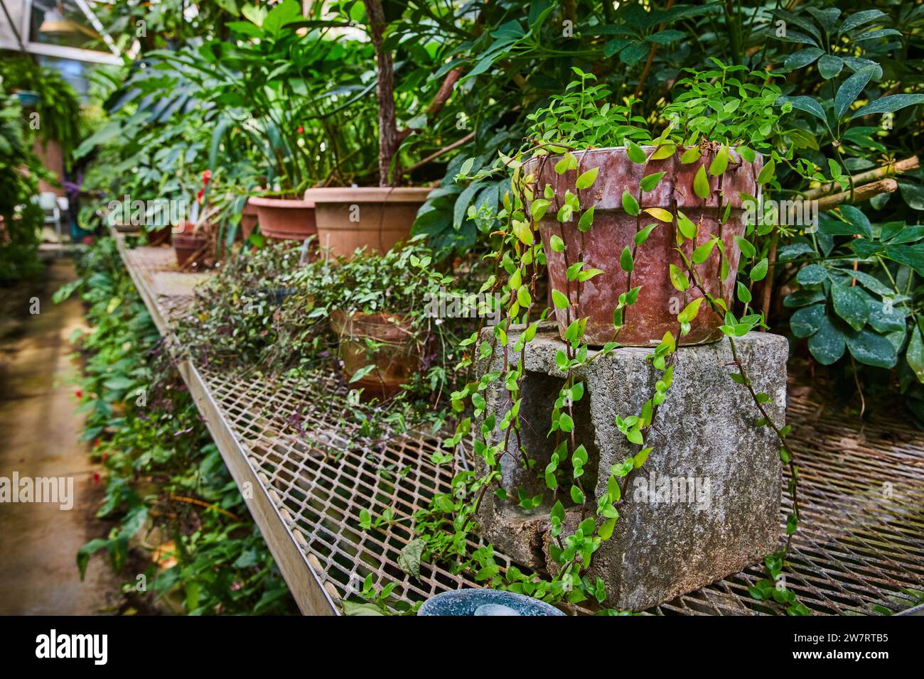 Lush Greenhouse Foliage and Terracotta Pot in Conservatory Stock Photo ...