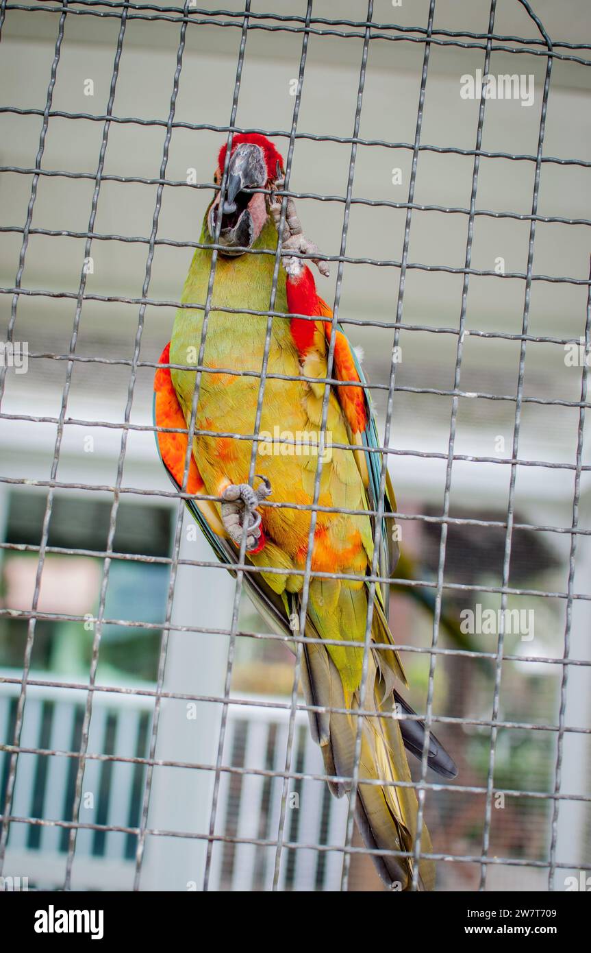 Red-spectacled Amazon (Amazona pretrei Stock Photo - Alamy
