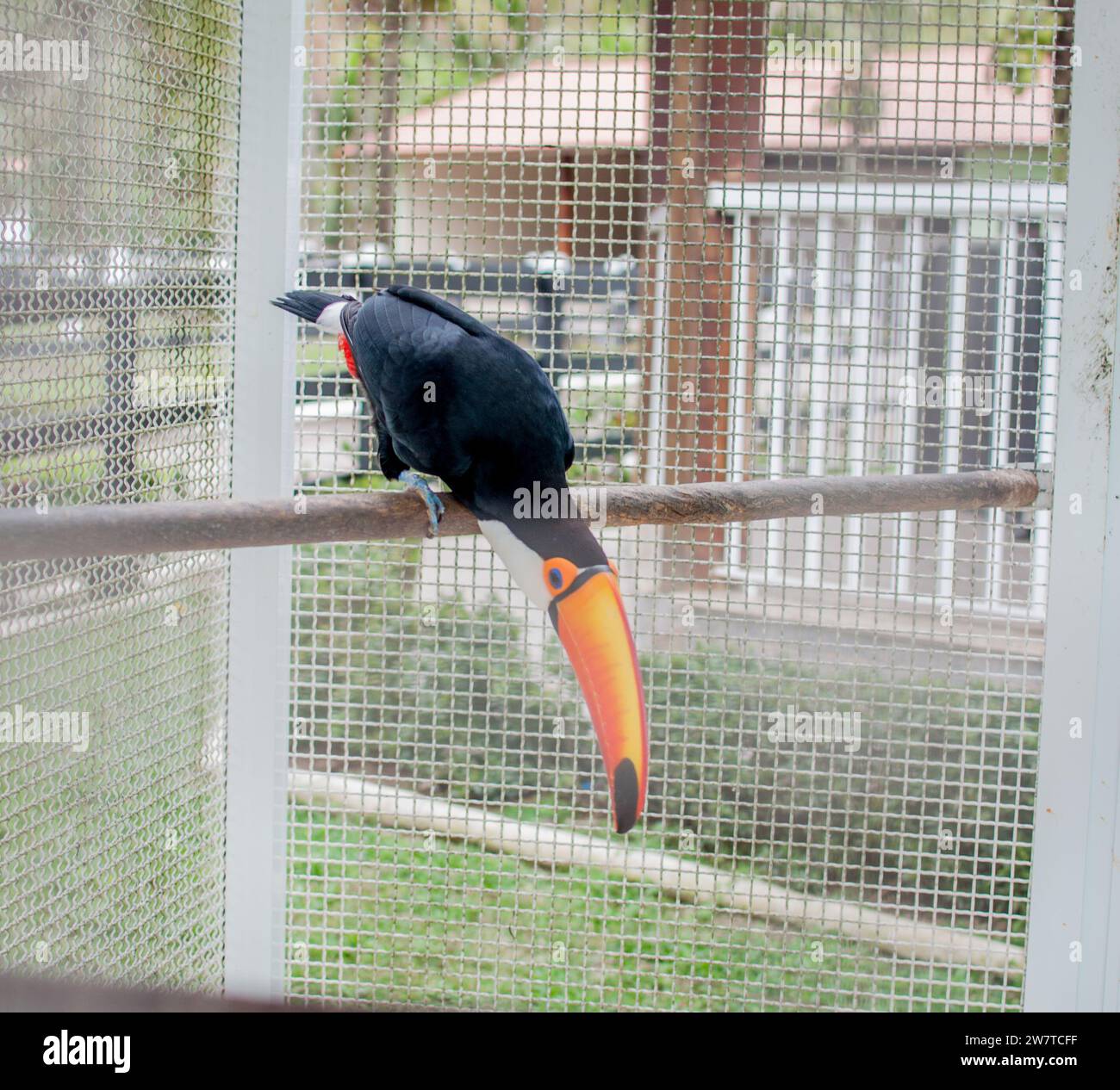 Bird of the Ramphastidae family - Tucano in Brazil Stock Photo - Alamy