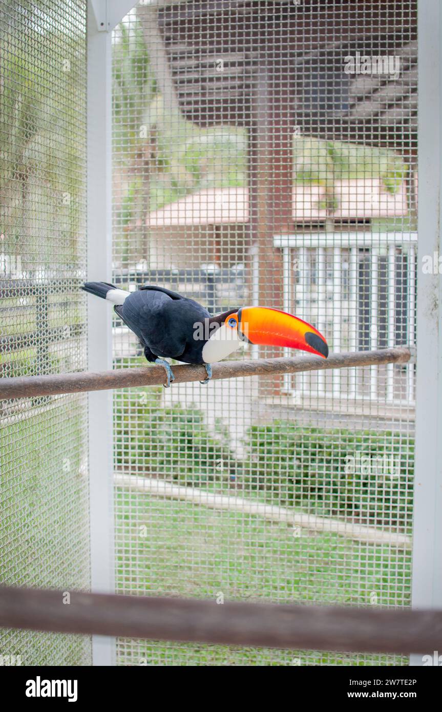 Ramphastidae family hi-res stock photography and images - Alamy