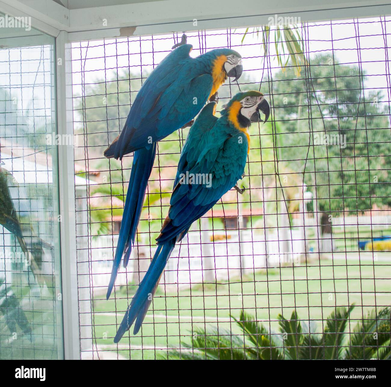 Portrait of blue macaws Stock Photo - Alamy
