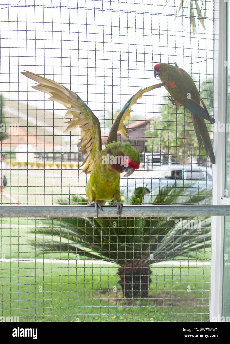 Amazon pluvial forest hi-res stock photography and images - Alamy