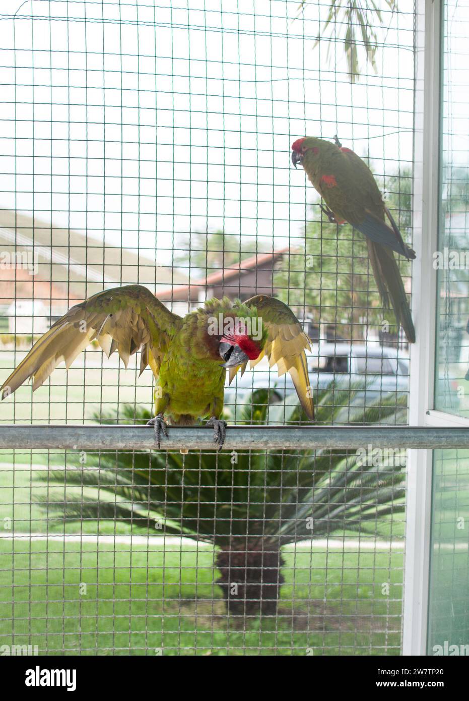 Floresta pluvial hi-res stock photography and images - Alamy