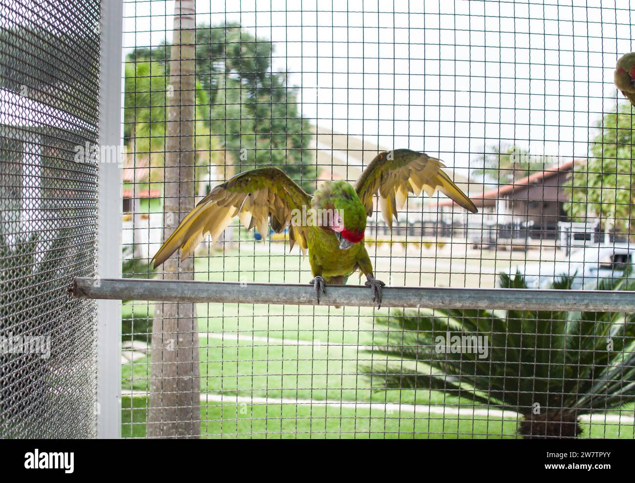 Floresta pluvial hi-res stock photography and images - Alamy