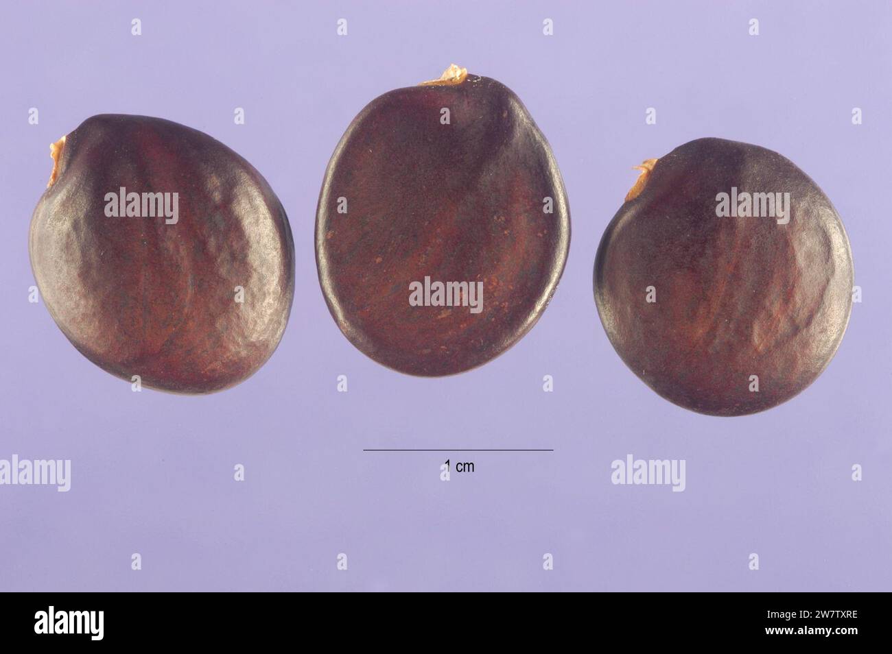 Wisteria sinensis (Sims) DC seeds Stock Photo - Alamy