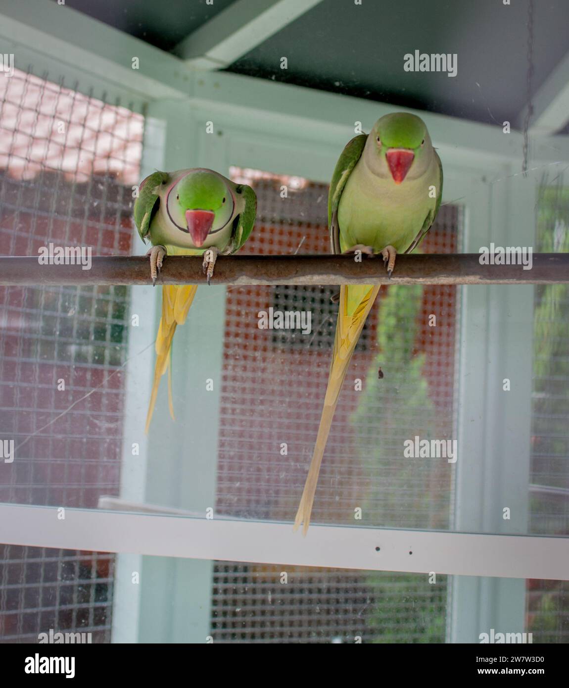 Ring Neck Green Stock Photo - Alamy