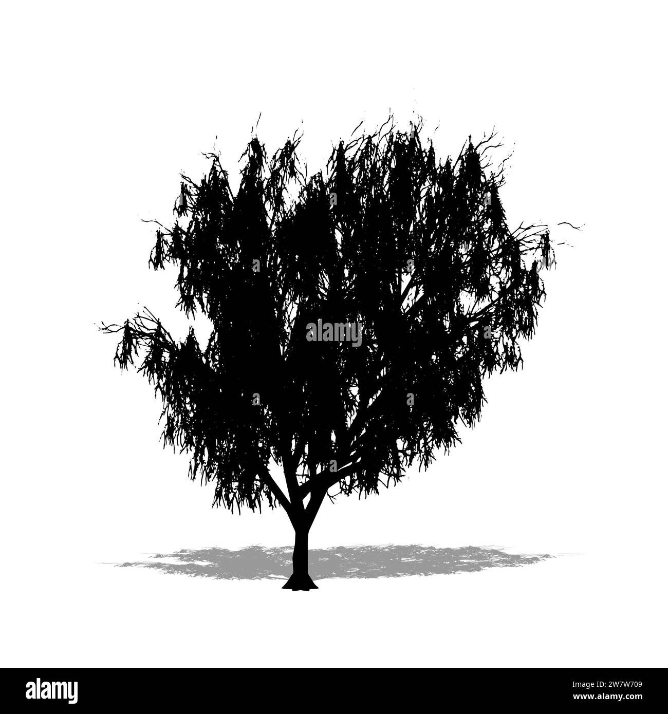 Set or collection of Honey Mesquite tree as a black silhouette on white ...