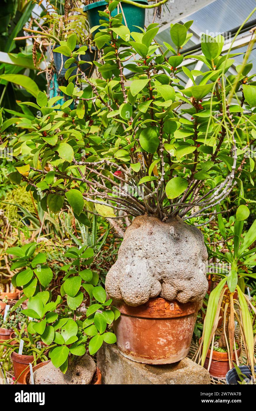 Whimsical Potted Plant Among Greenhouse Foliage - Eye-Level View Stock ...