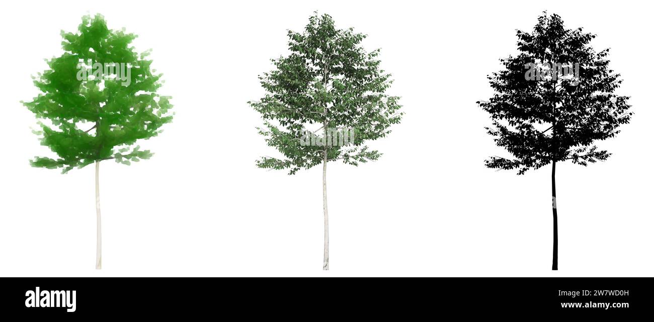 Set or collection of European beech trees, painted, natural and as a ...