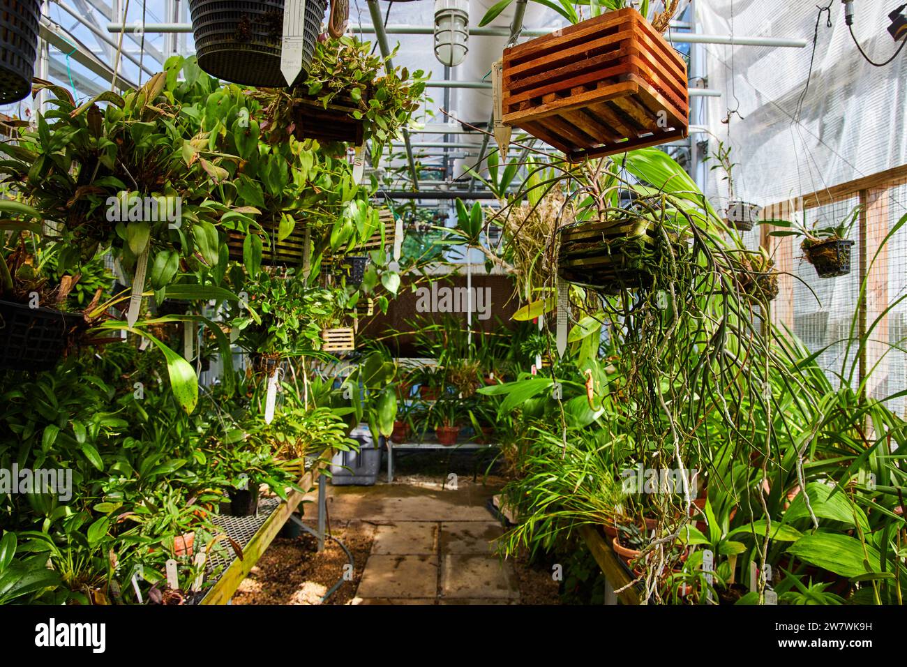 Tropical Greenhouse Oasis with Orchids and Exotic Plants, Muncie ...