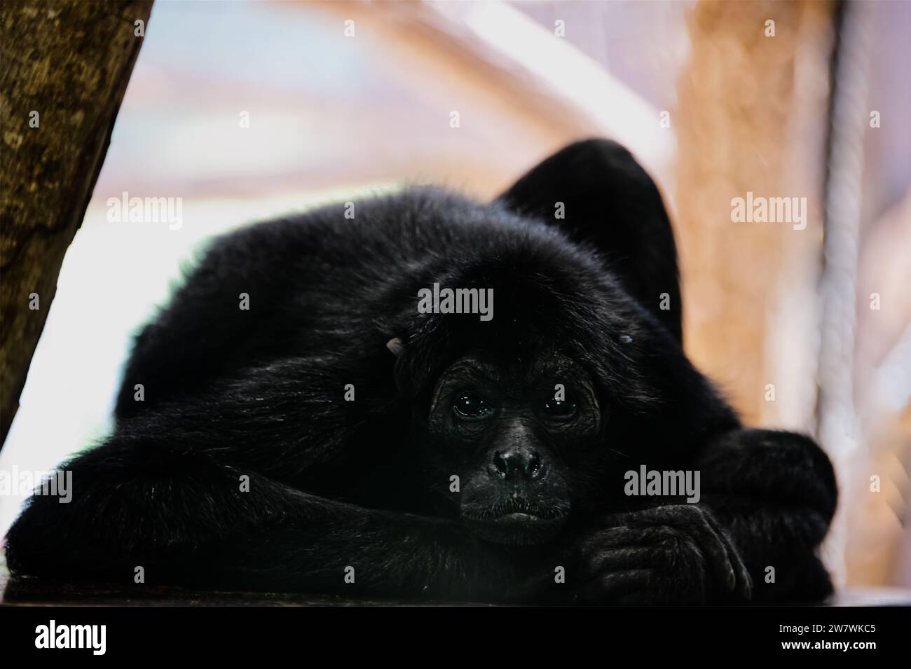 Big monkey hi-res stock photography and images - Alamy