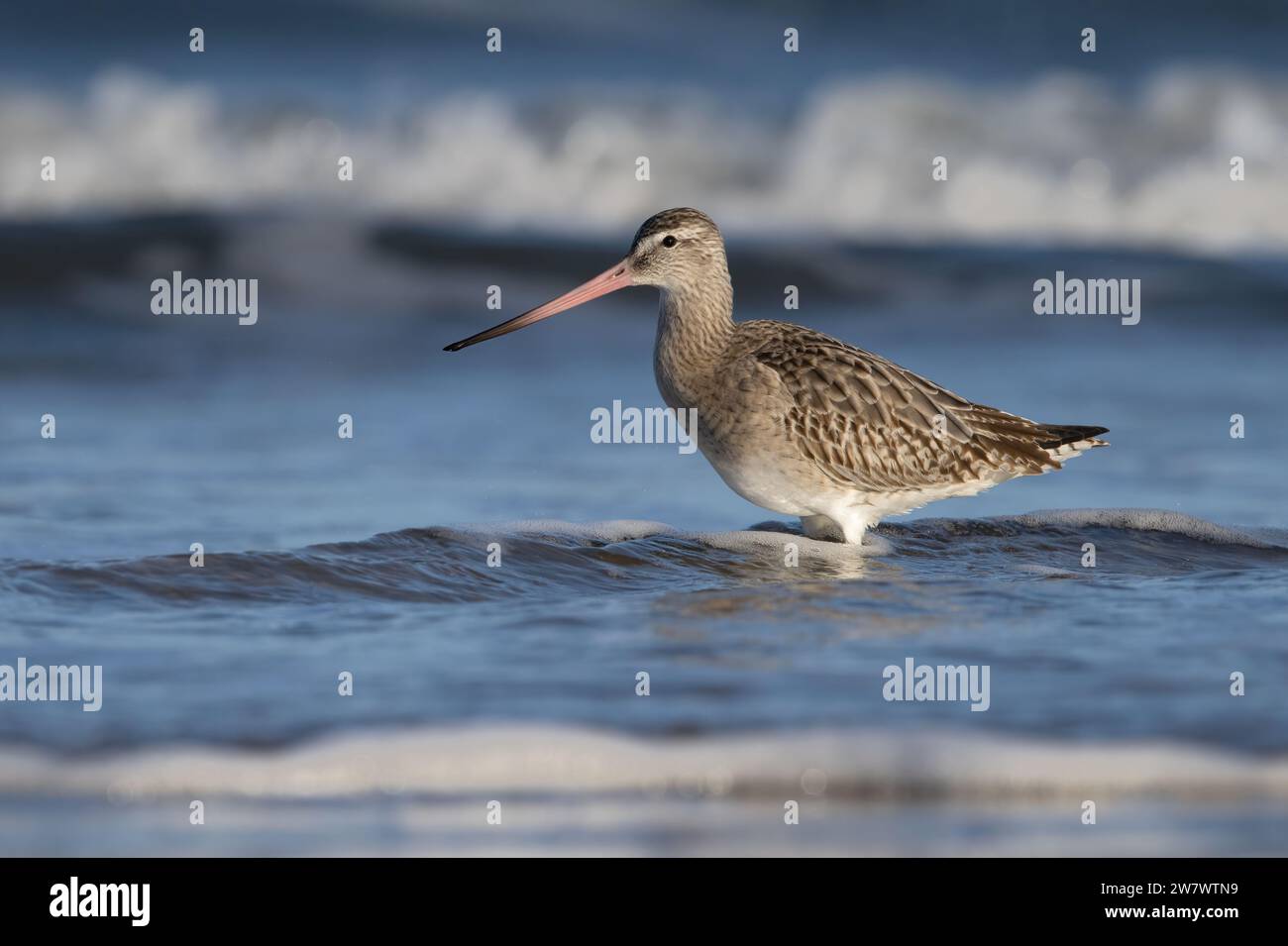 Bar-tailed Godwit (Limosa lapponica) on the Northumberland coast Stock ...