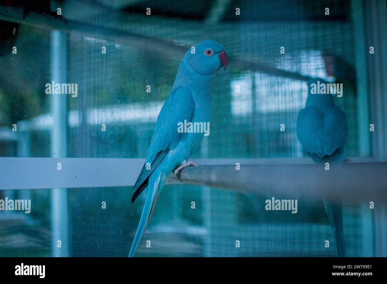 Ring Neck Green Stock Photo - Alamy