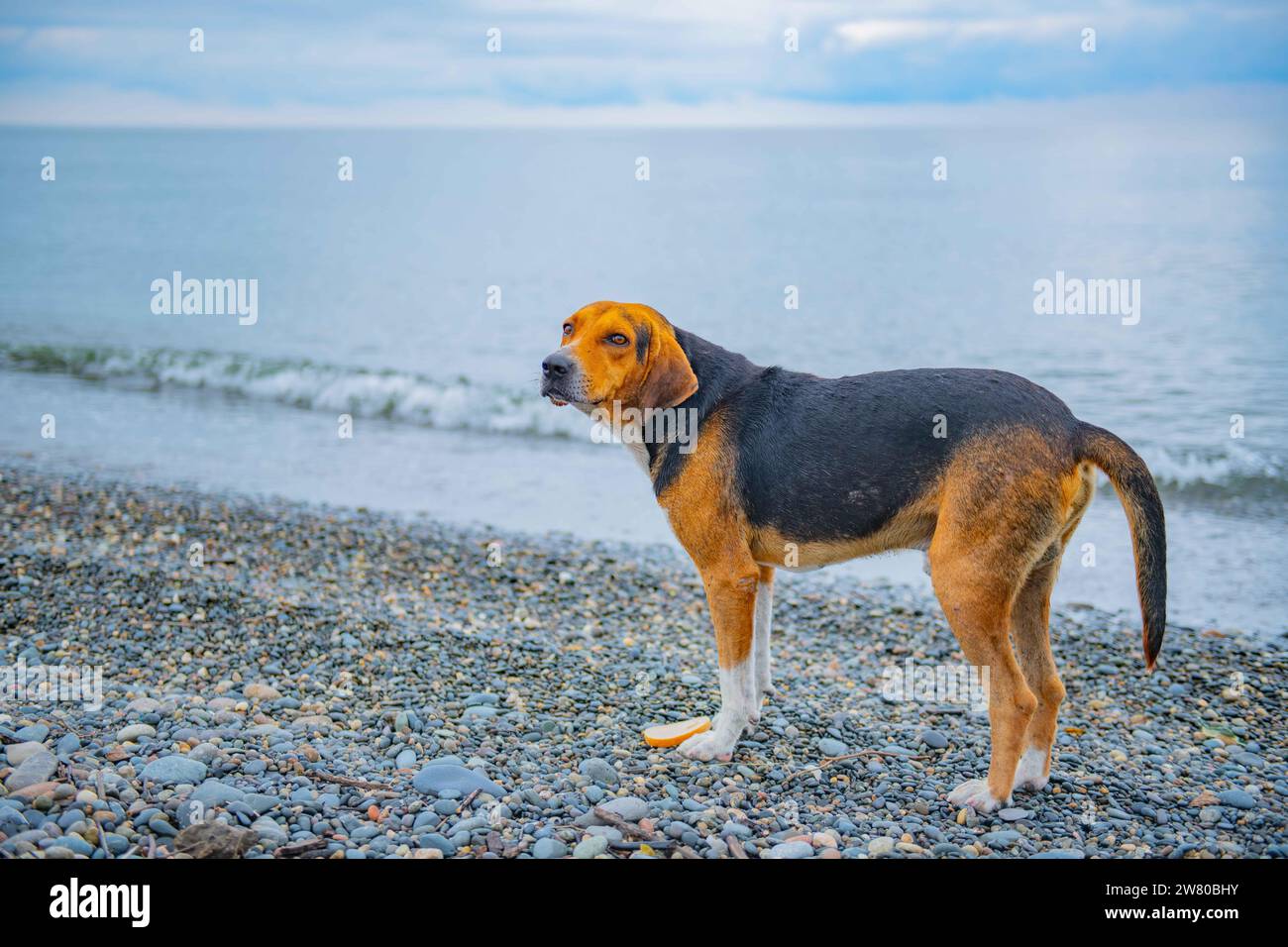 One beautiful purebred dog on the sea beach walks Stock Photo - Alamy
