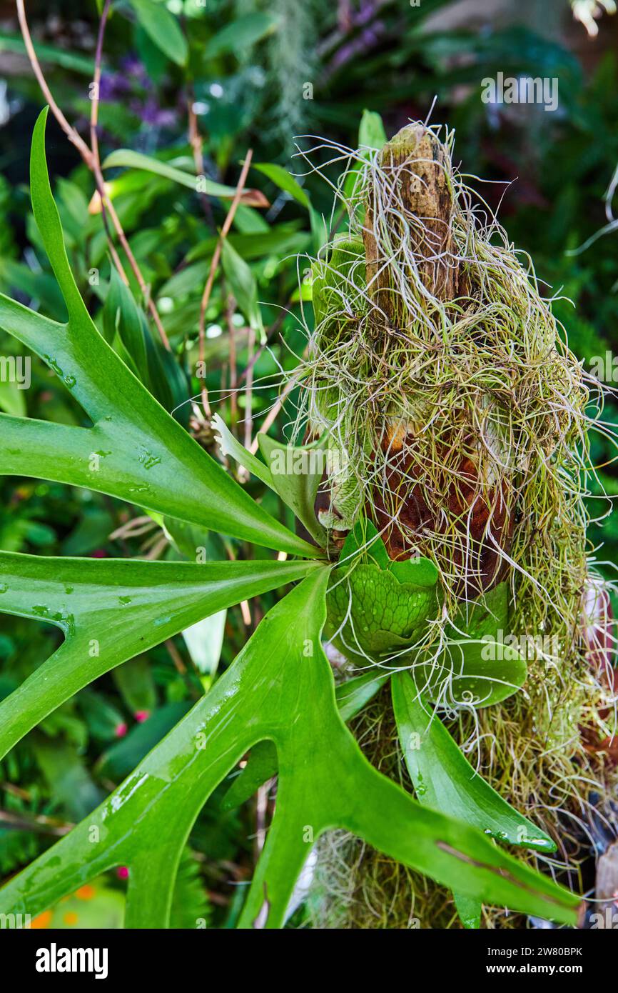 Staghorn fern conservatory hi-res stock photography and images - Alamy