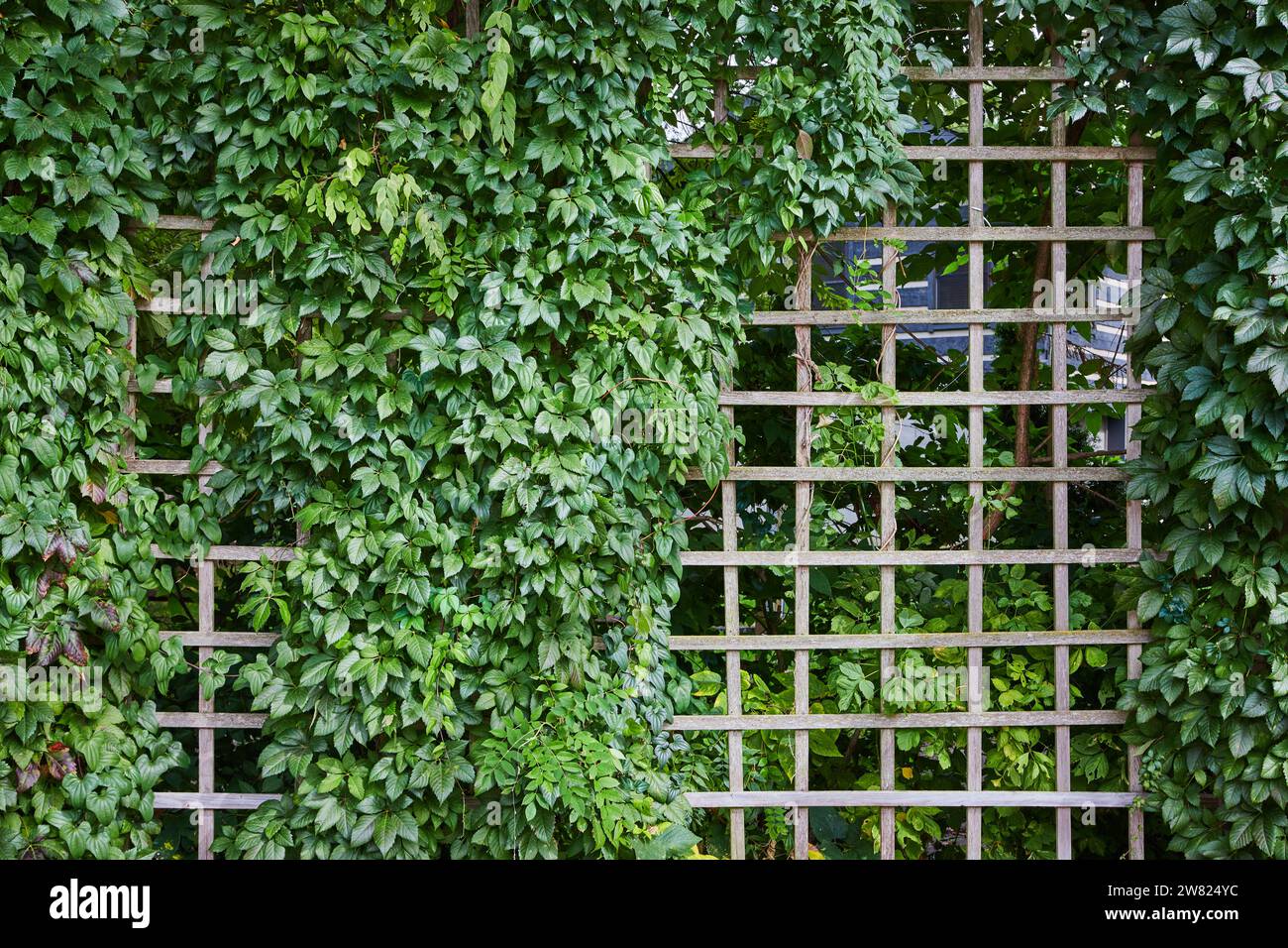 Decorative garden trellis hi-res stock photography and images - Alamy