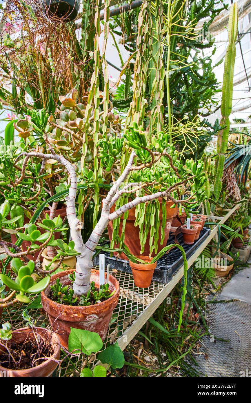 Exotic Succulents and Cacti Collection in Greenhouse Stock Photo - Alamy