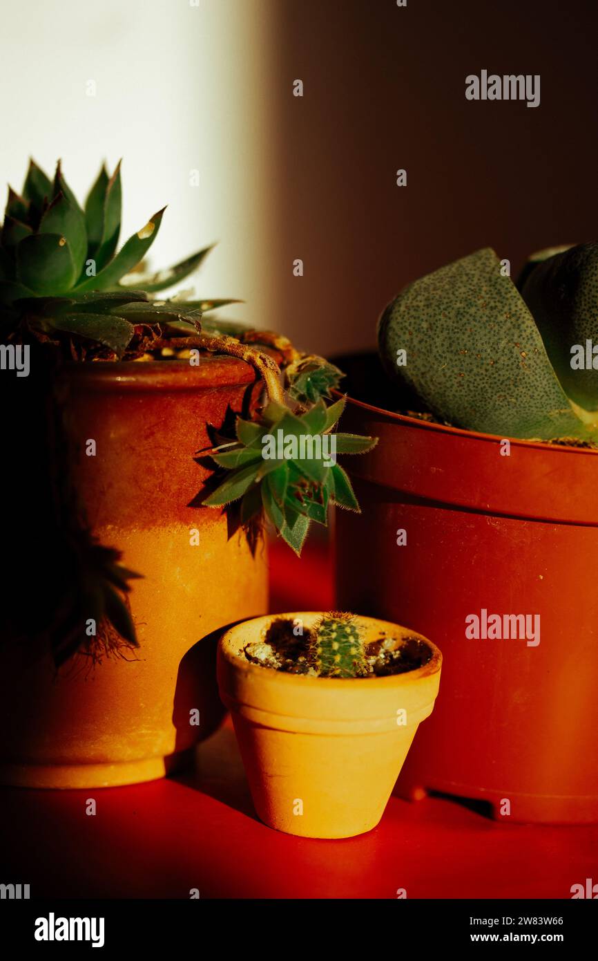Lithops Succulent, echeveria, cactus. Grow living stone plant in garden ...