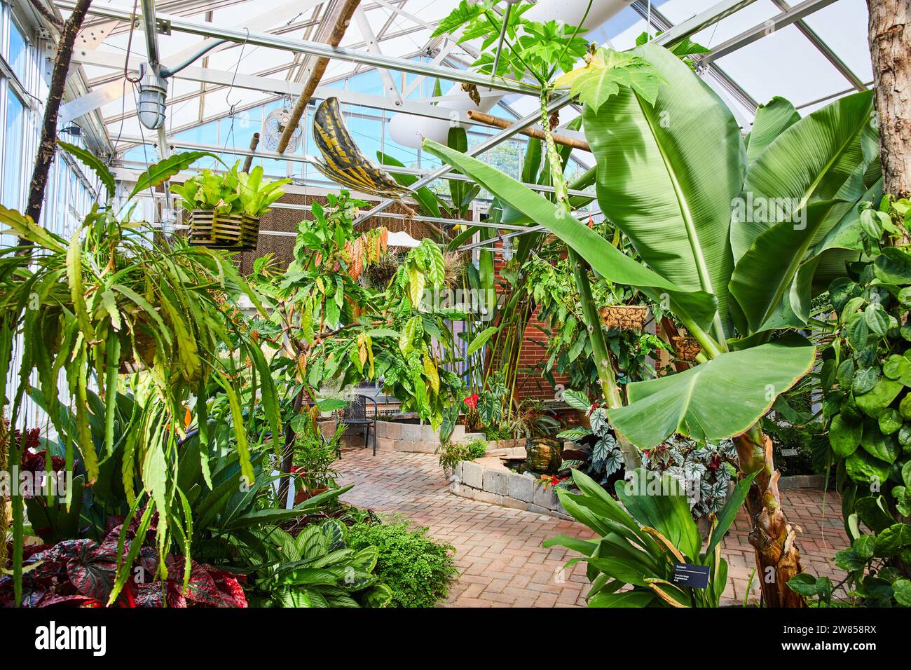 Tropical Greenhouse Oasis with Banana Leaves and Ferns, Eye-Level View ...