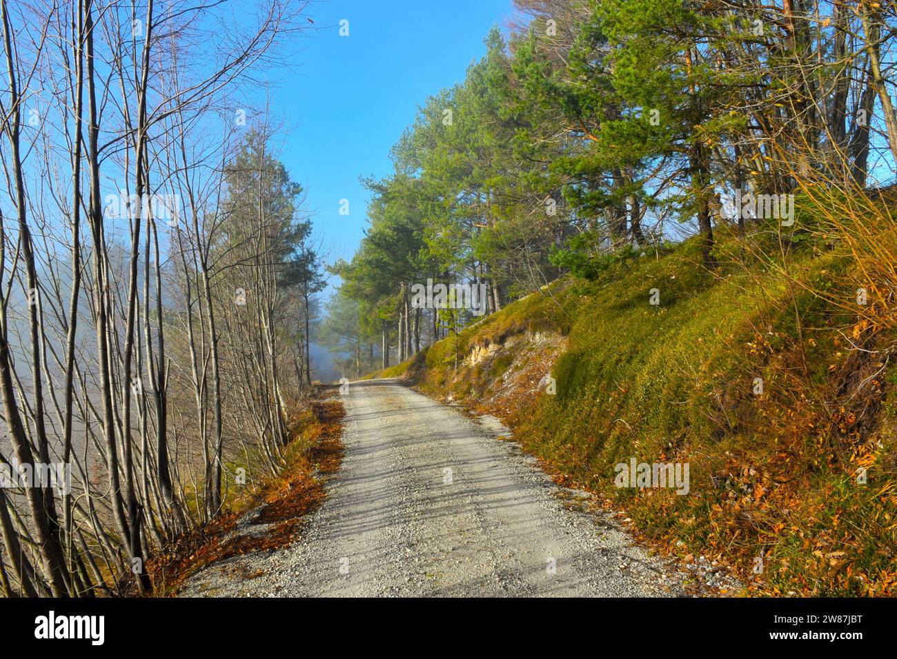 Gravel road and pine trees growing on the slope above Stock Photo - Alamy