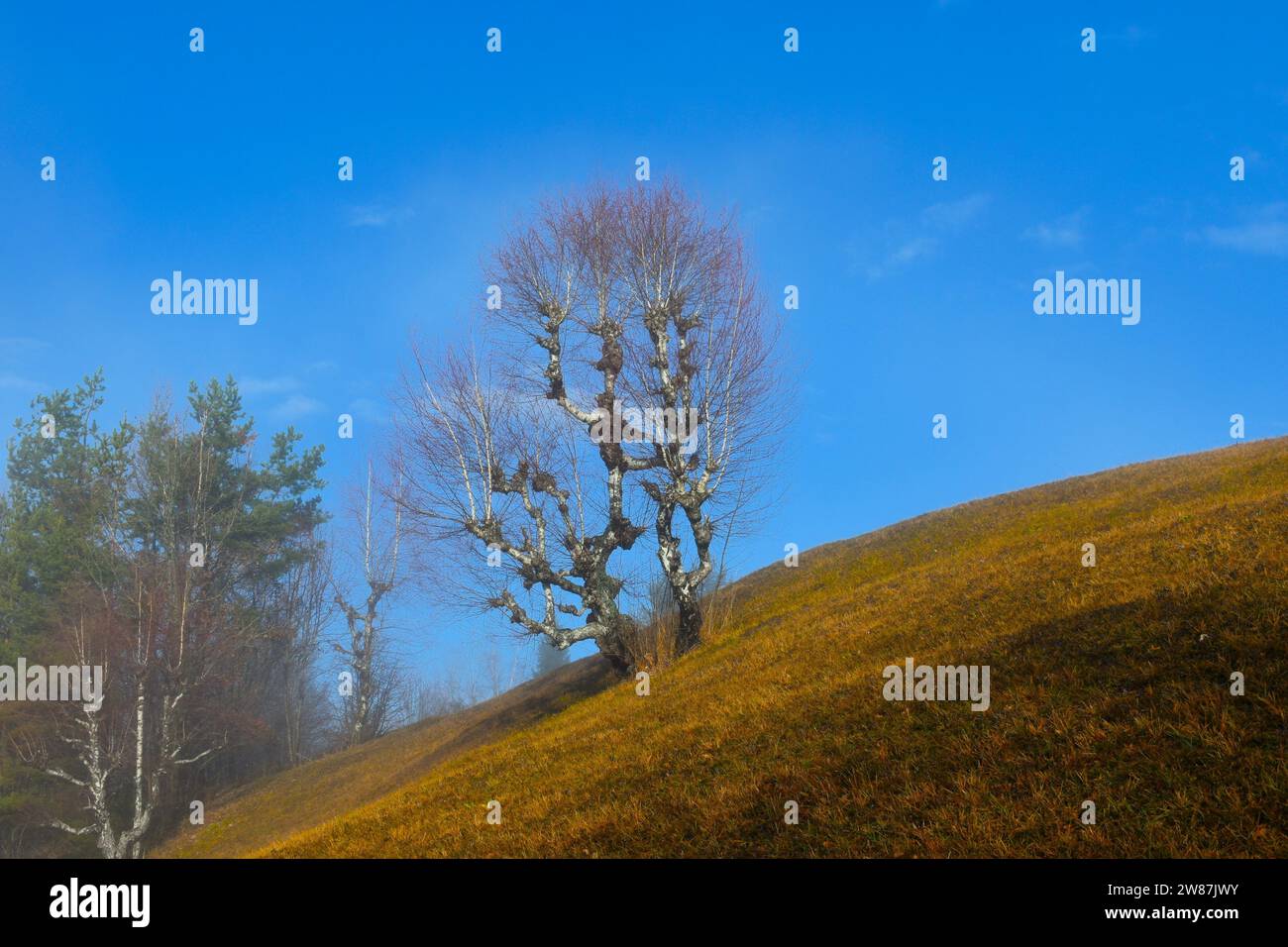 Lone leafless birch (Betula pendula) tree on a meadow Stock Photo - Alamy