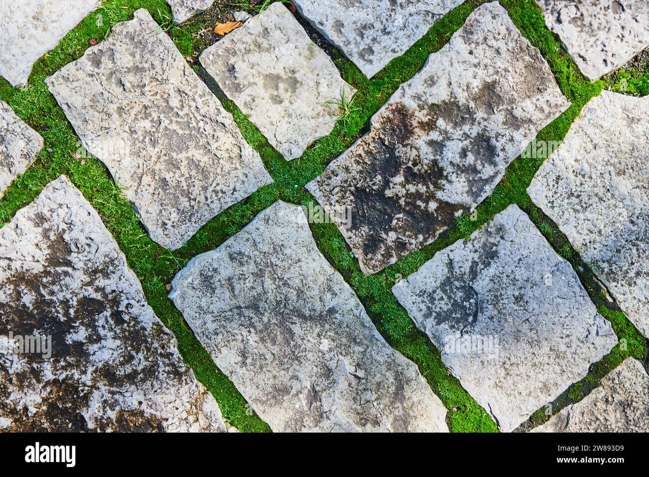 Lichen garden geometric hi-res stock photography and images - Alamy