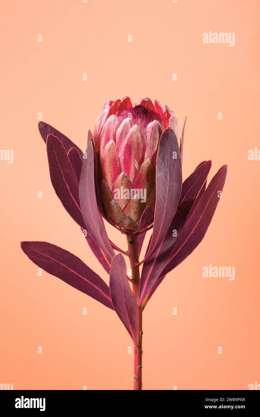 Beautiful Protea Flower against a peach color background. Blooming Pink ...