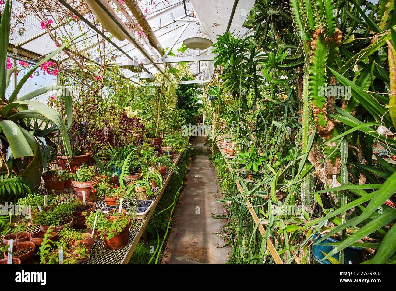 Lush Greenhouse Oasis with Exotic Plants and Sunlit Pathway Stock Photo ... Lush Greenhouse Oasis with Exotic Plants and Sunlit Pathway Stock Photo ...