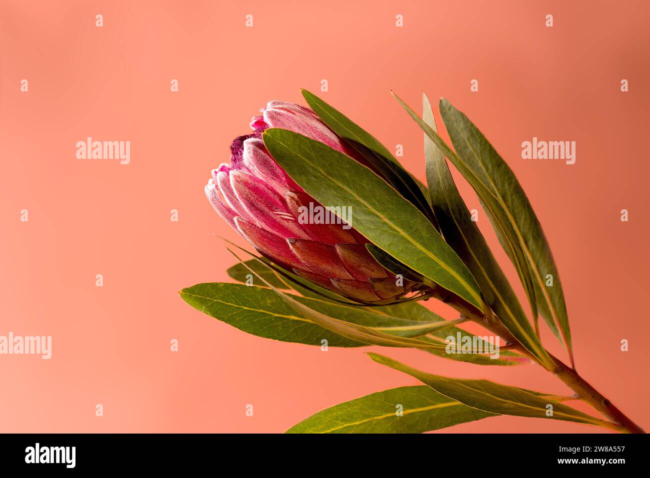 Beautiful Protea Flower against a peach color background. Blooming Pink ...