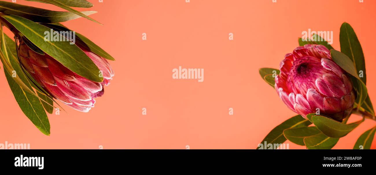 Beautiful Protea Flower against a peach color background. Blooming Pink ...