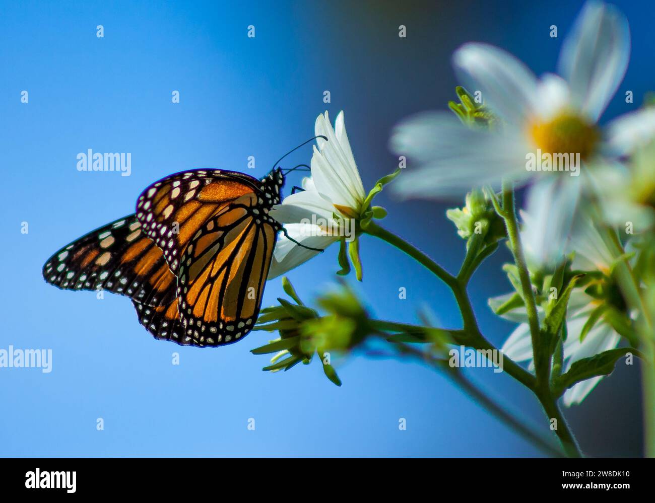 Pacific butterfly species hi-res stock photography and images - Alamy