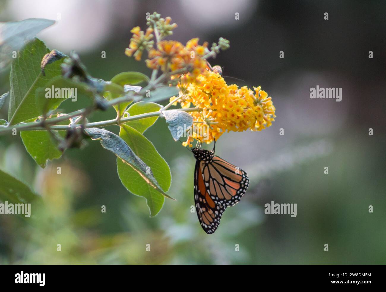 Monarch migration california flowers hi-res stock photography and ...