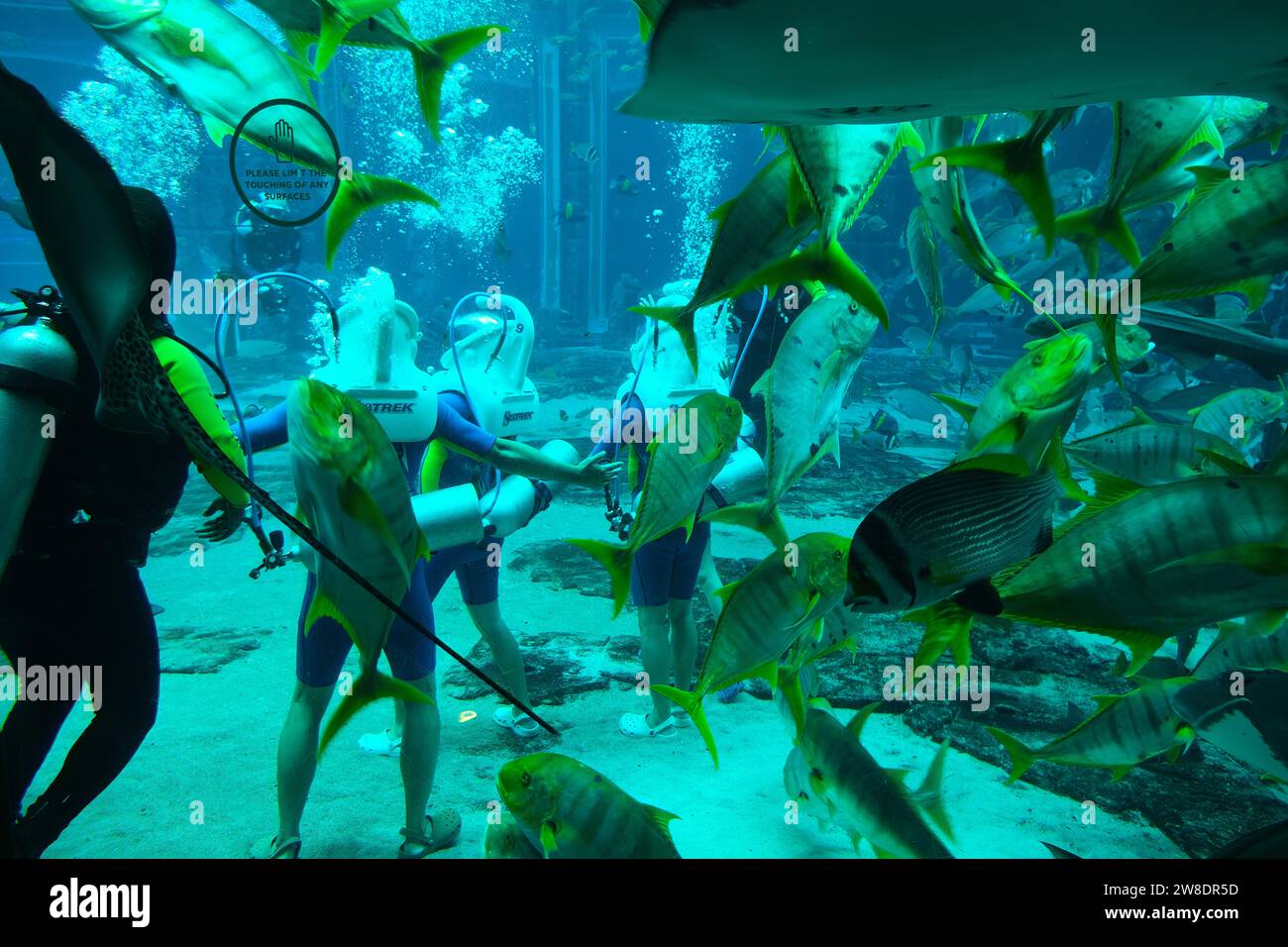 Scuba divers in the Ambassador Lagoon of The Lost Chambers Aquarium at ...
