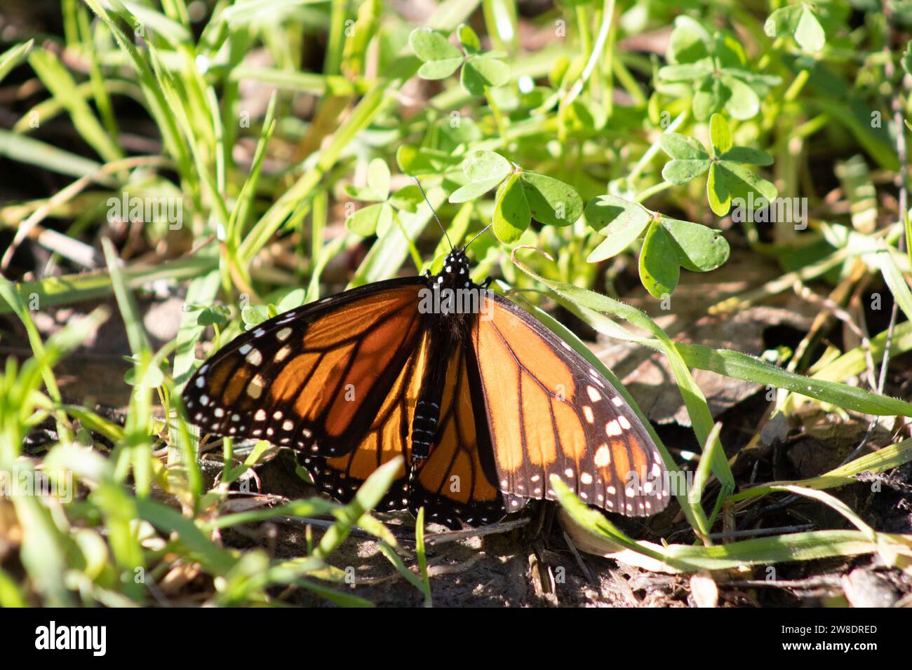 Monarch butterfly winter hi-res stock photography and images - Alamy