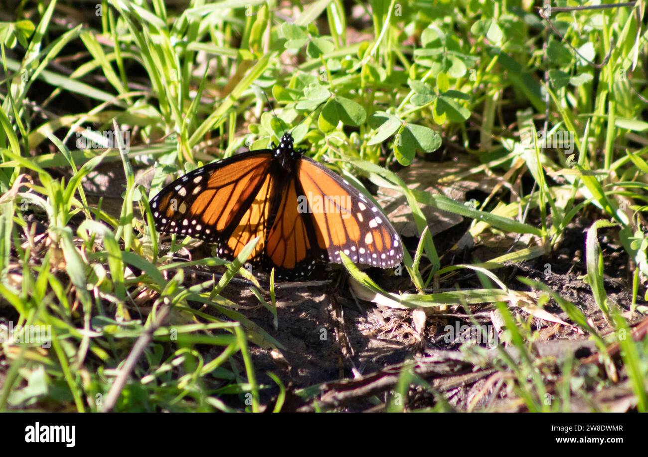 Monarch migration california flowers hi-res stock photography and ...