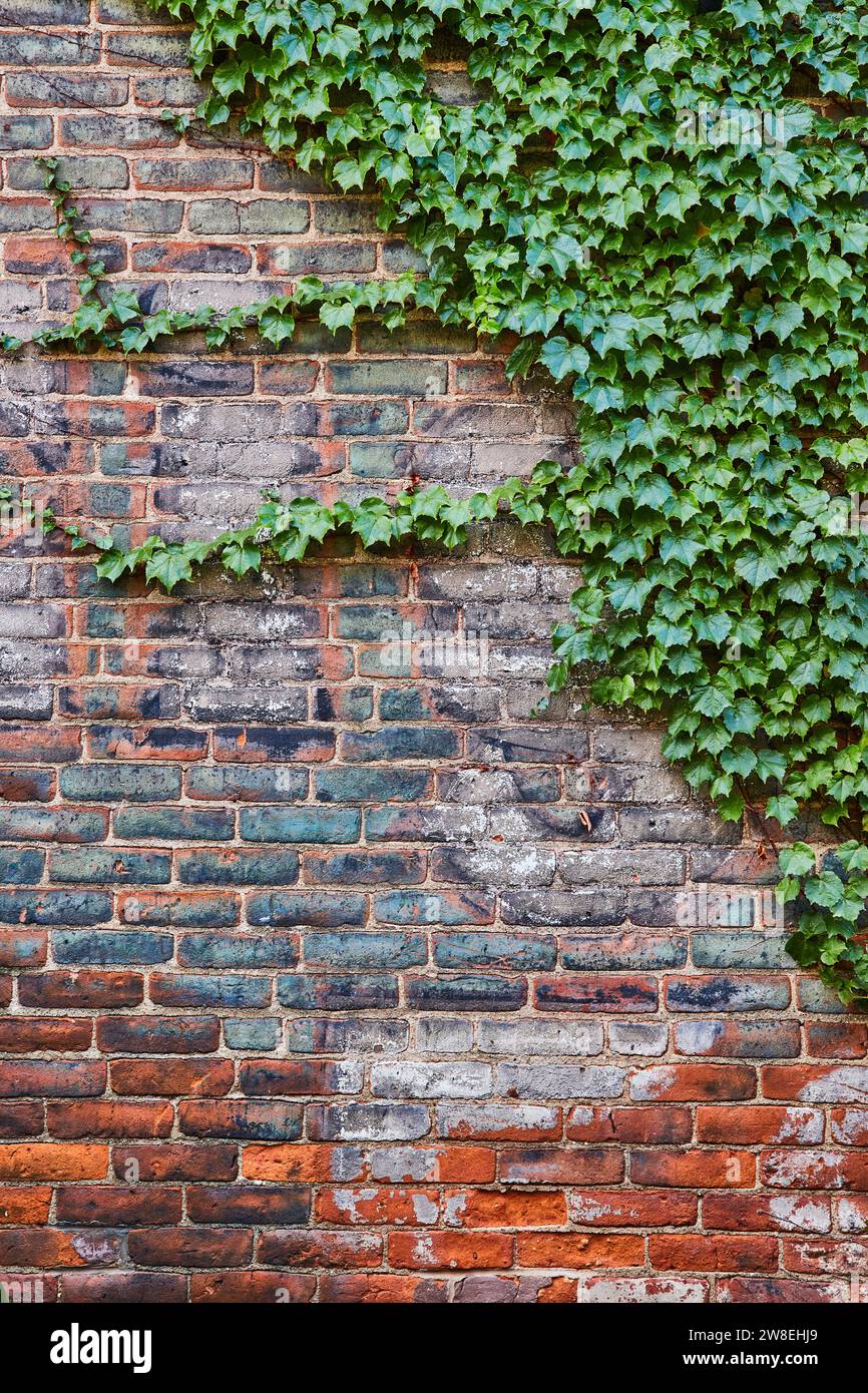 Red brick wall with faded paint and lush green ivy plant climbing right ...