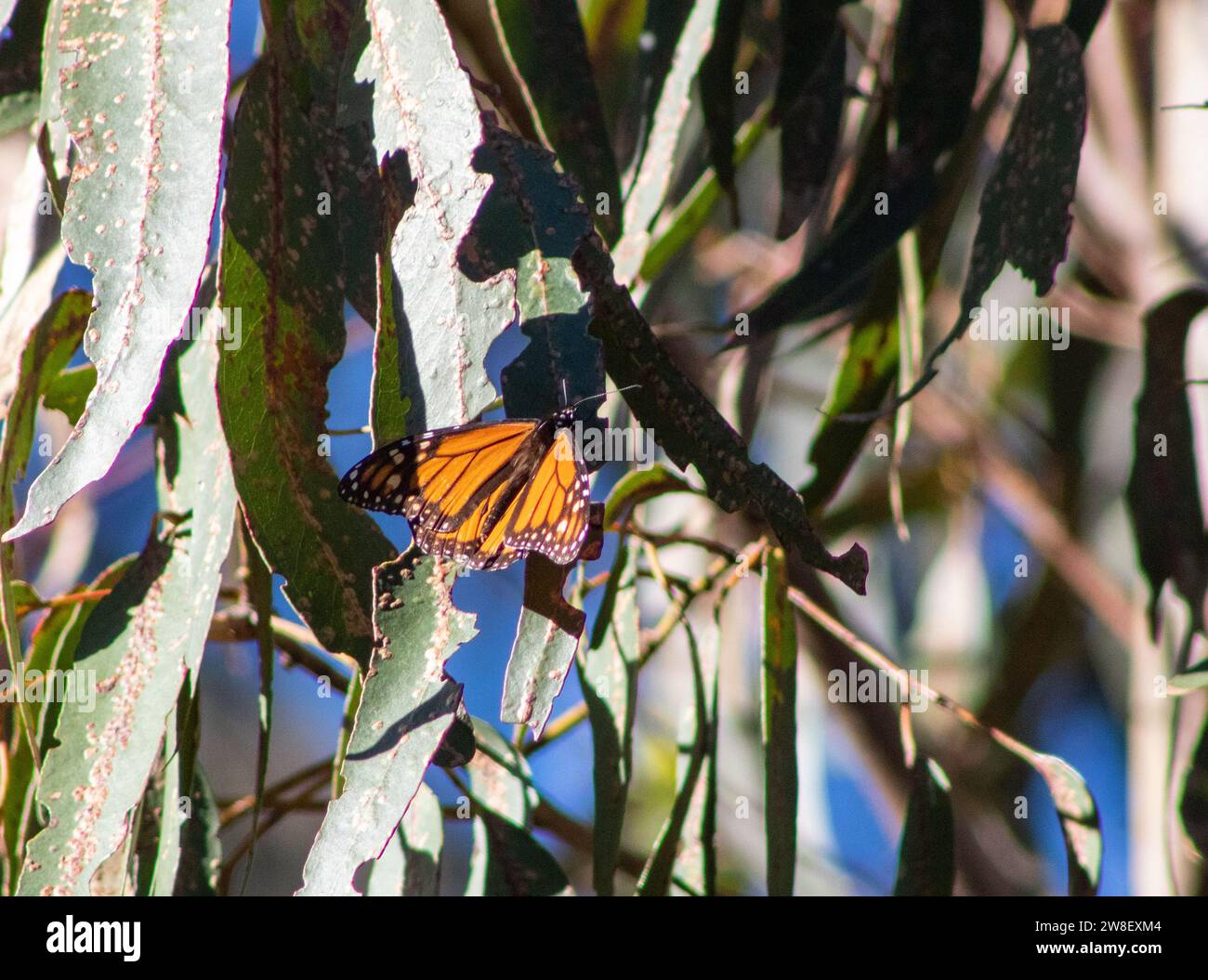 Monarch butterfly winter hi-res stock photography and images - Alamy