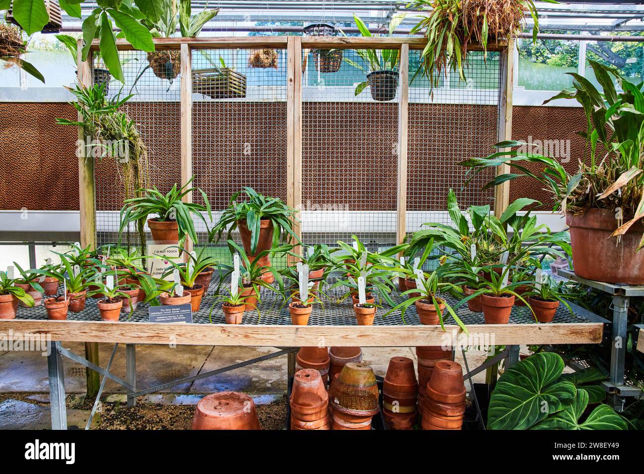 Lush Greenhouse Interior with Leafy Plants and Terracotta Pots Stock ...