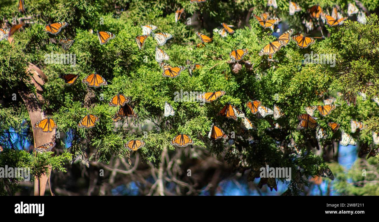 Monarch migration california flowers hi-res stock photography and ...