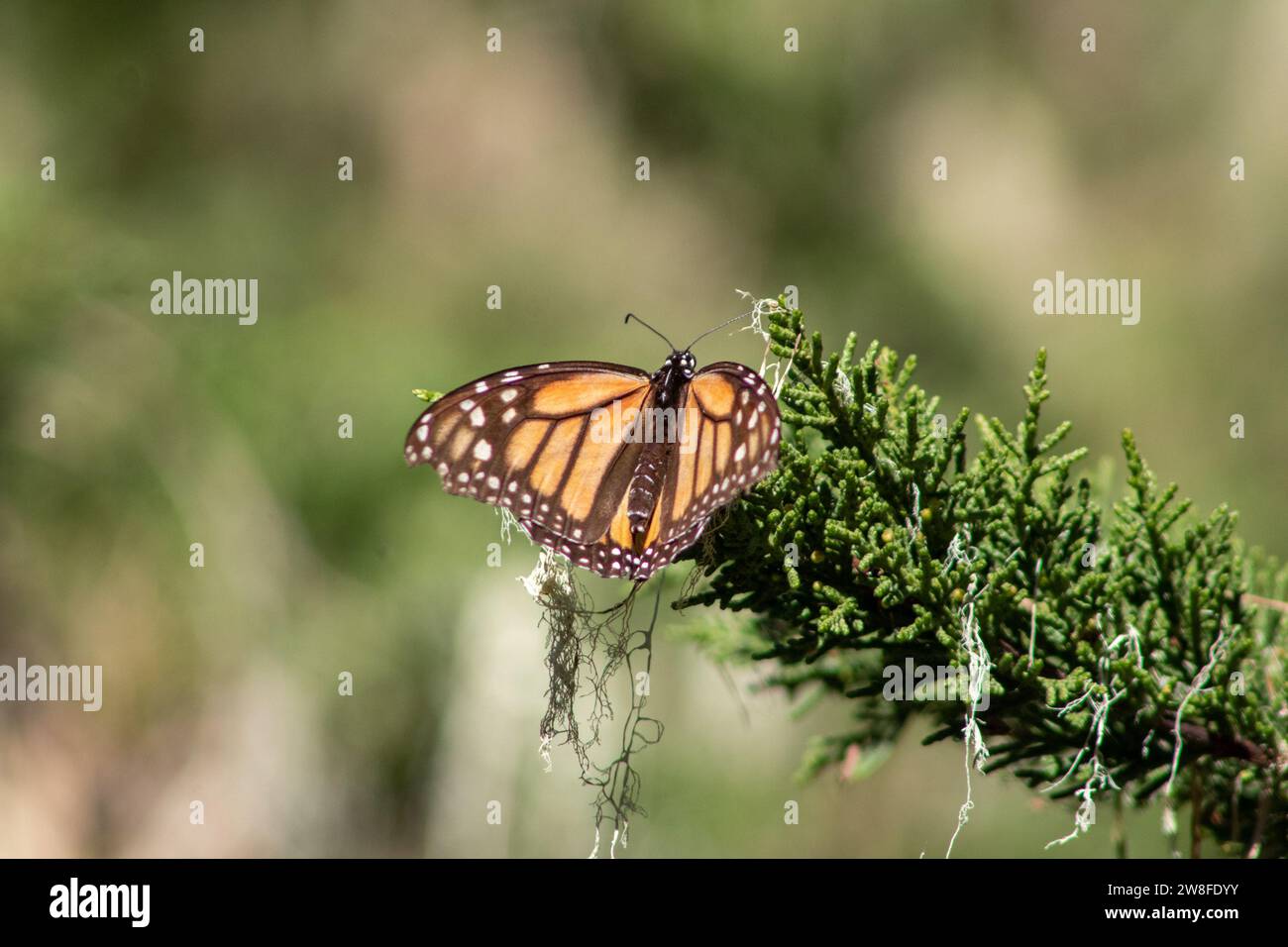 Monarch butterfly winter hi-res stock photography and images - Alamy