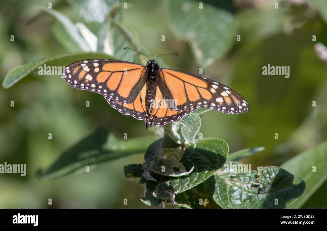Monarch migration california flowers hi-res stock photography and ...