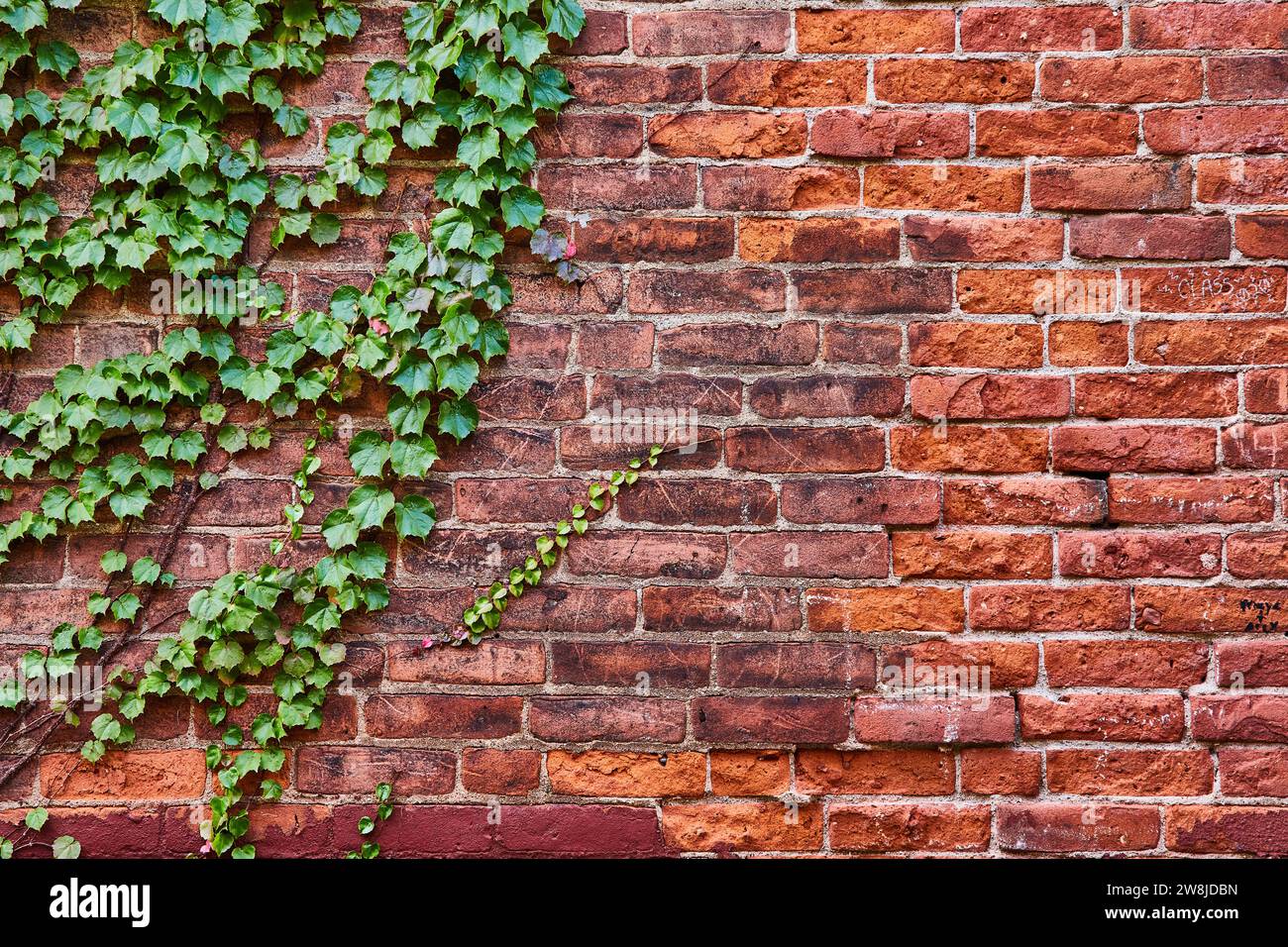 Aging red brick wall with lush green vines ivy, plant growing on left ...