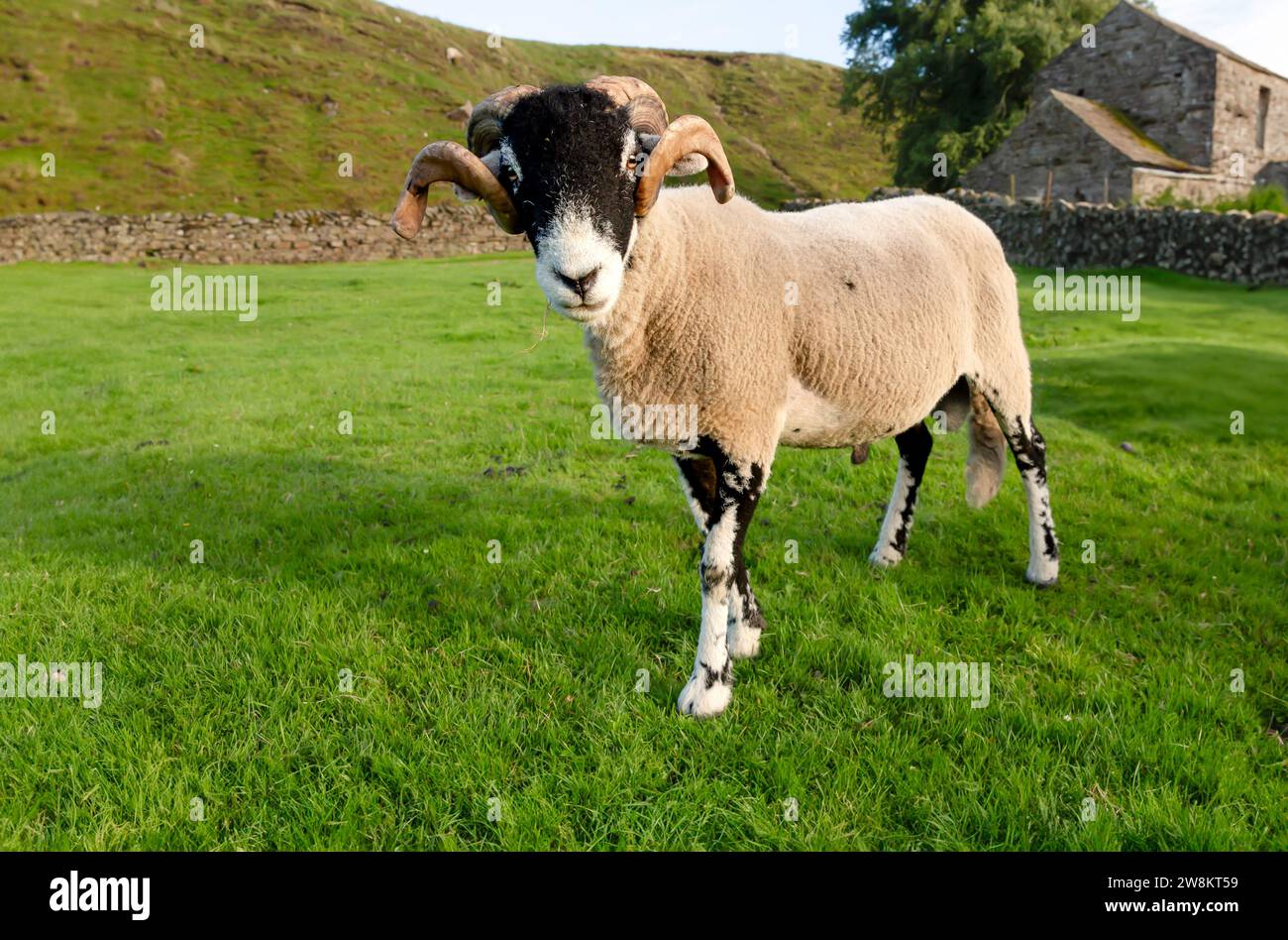 Reeth yorkshire portrait hi-res stock photography and images - Alamy