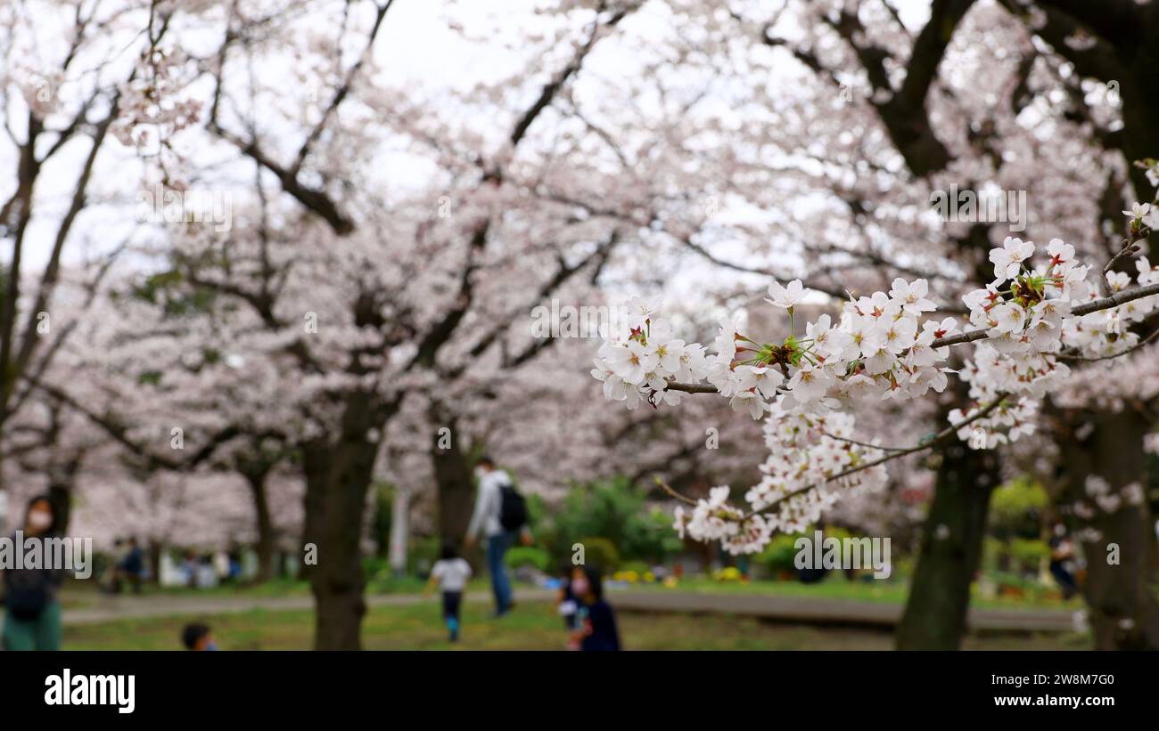 Daily Life in Japan A spring park where cherry blossoms bloom, where ...