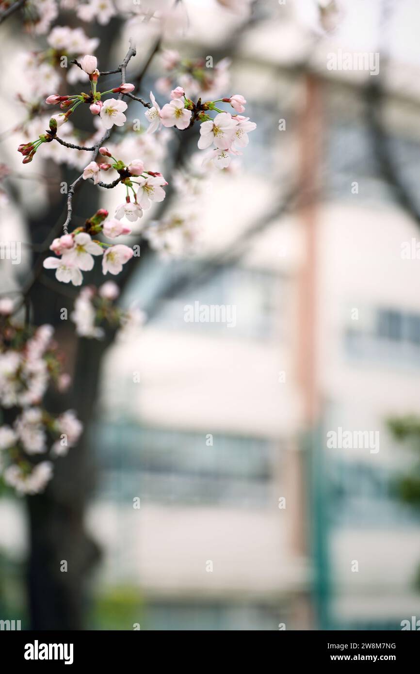 Japan high school campus hi-res stock photography and images - Alamy