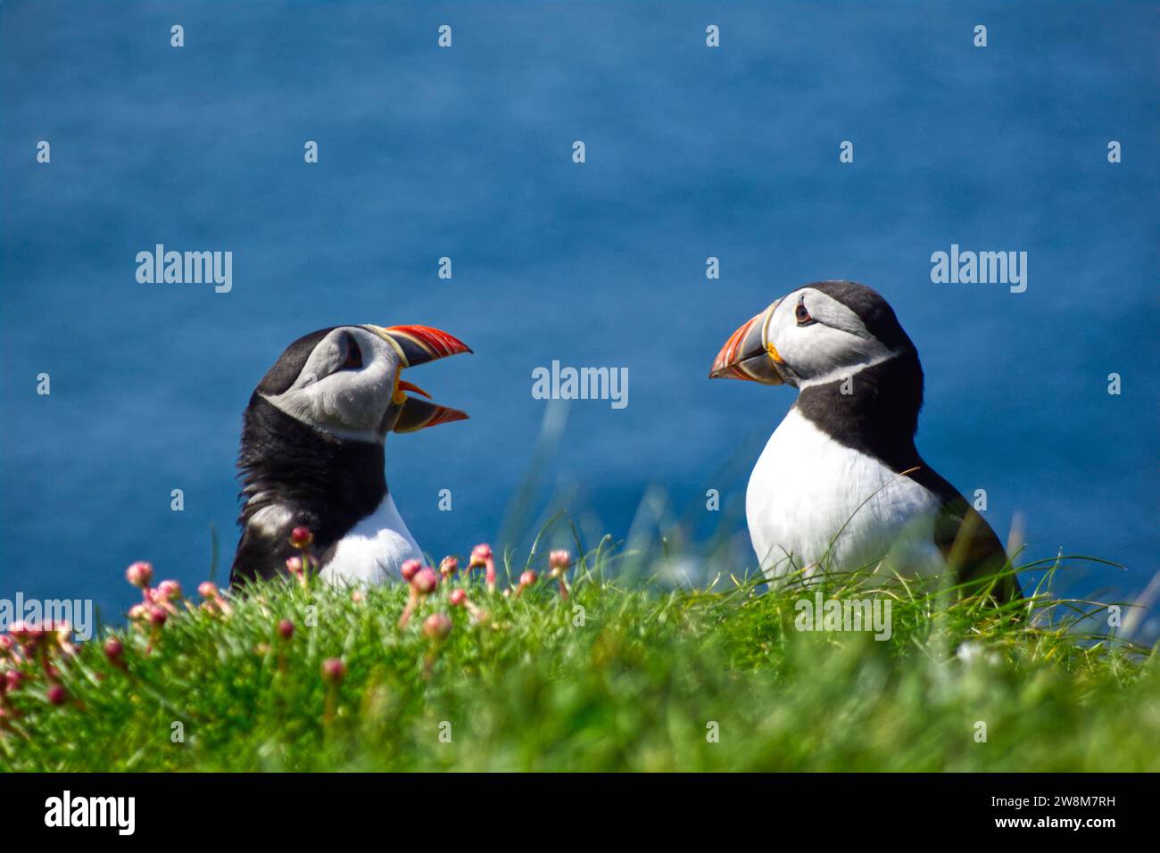 Puffins talking hi-res stock photography and images - Alamy