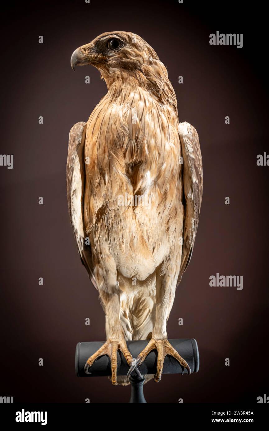 Paris, France - 12 15 2023: The Great Evolution Gallery of Paris. View ...