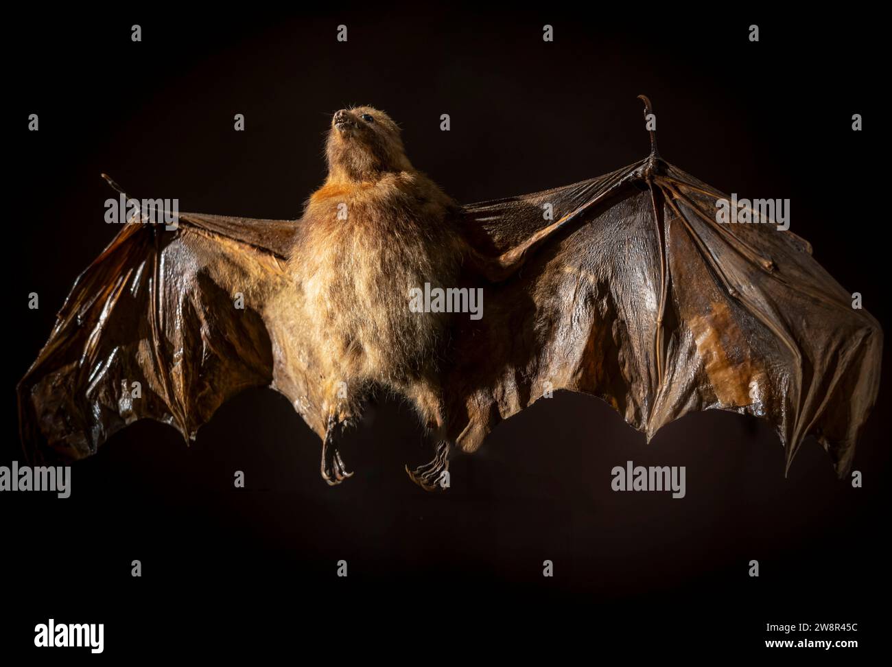 Paris, France - 12 15 2023: The Great Evolution Gallery of Paris. View ...